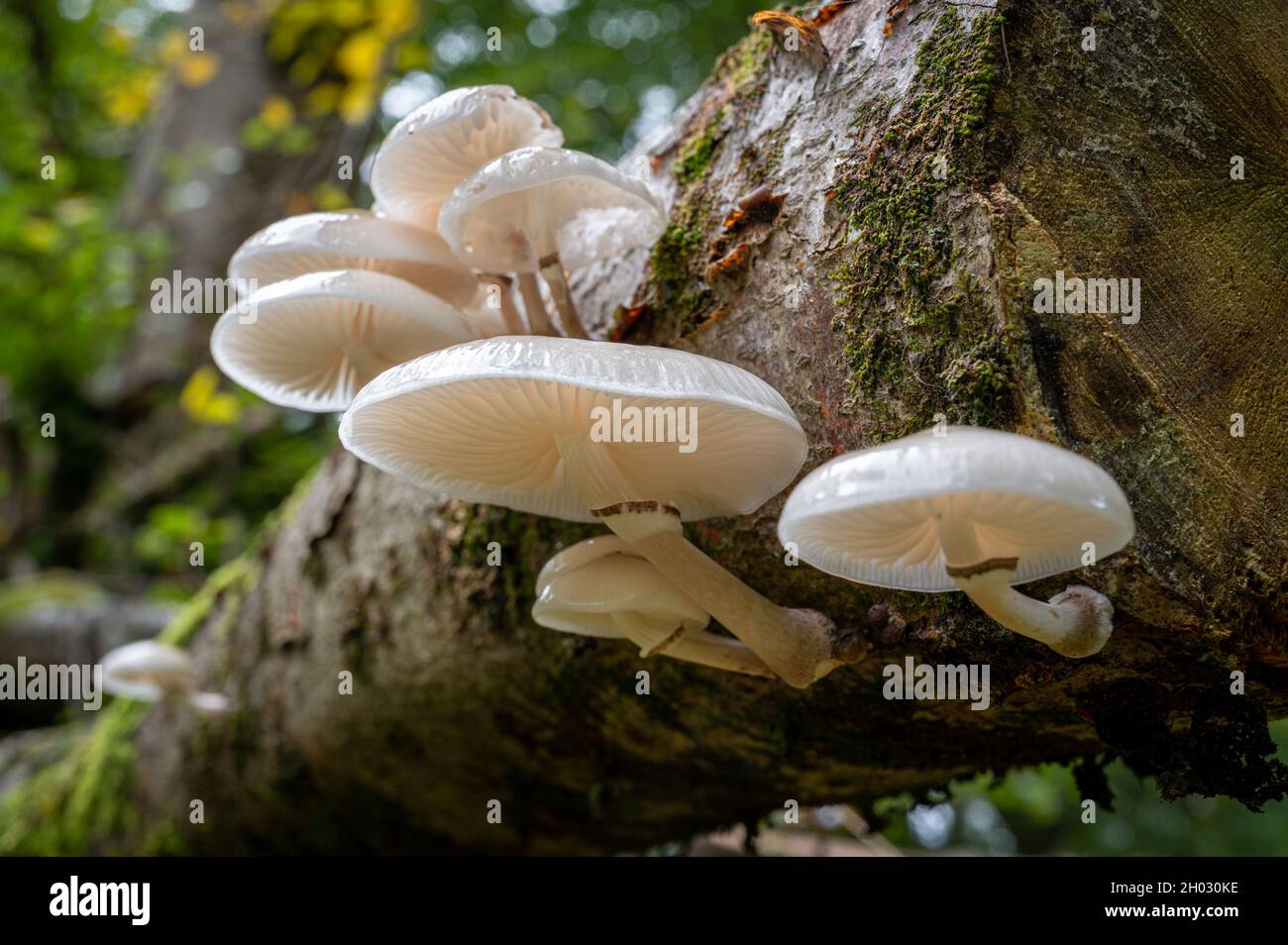 Irish mushrooms hi-res stock photography and images - Alamy
