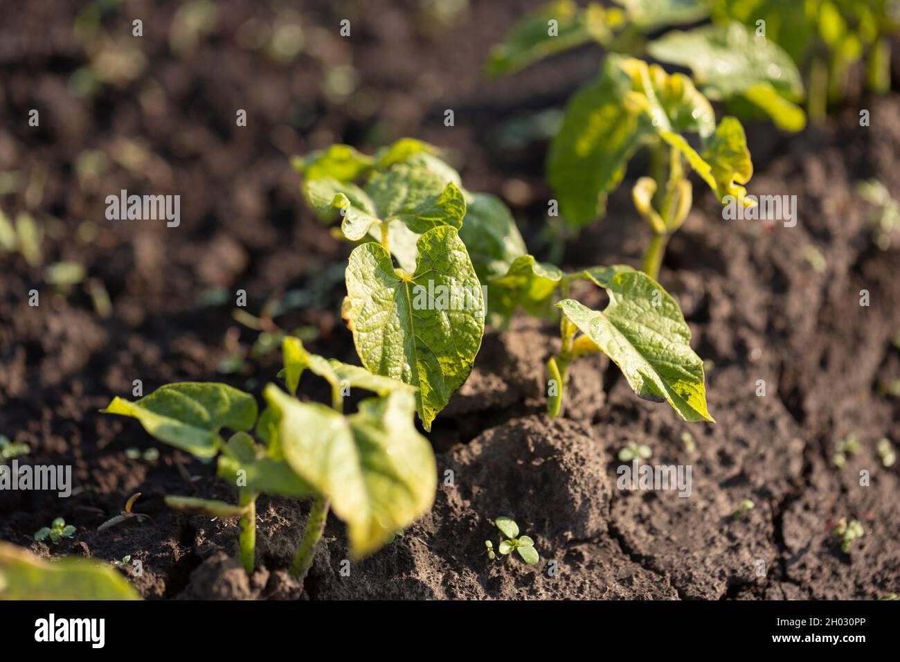 Green bean sprouts on farm vegetable garden, agriculture concept Stock ...