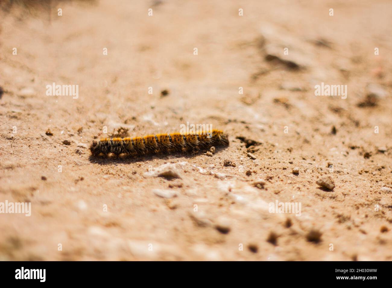Caterpillar crawling on the ground close up | Ground level worm's eye ...