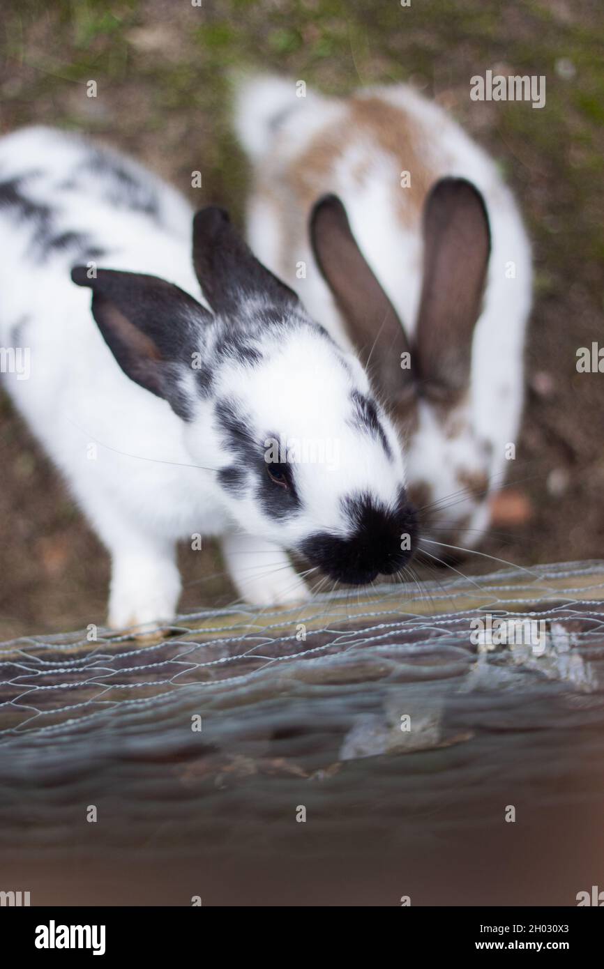 Top down photo of two rabbits with brown and black patches on the ...