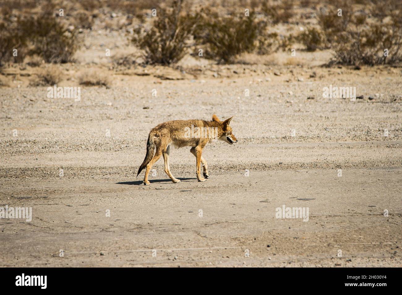 Coyote walking on desert in a wild close photo | Side-back view of a ...