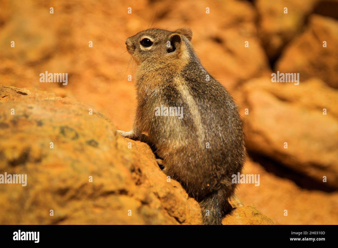Cute chimpunk hi-res stock photography and images - Alamy