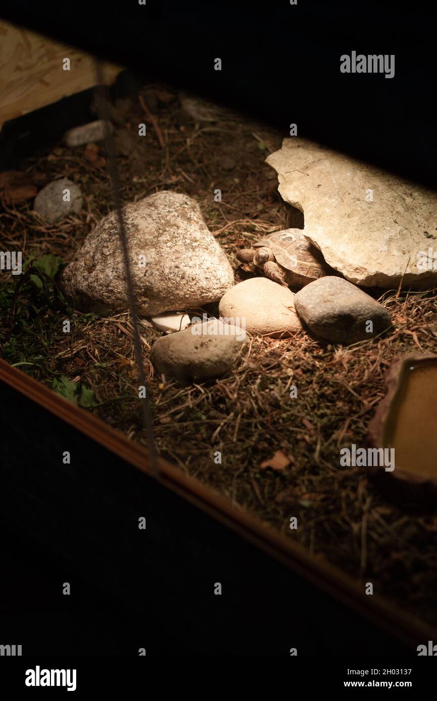 Russian box tortoise hi-res stock photography and images - Alamy