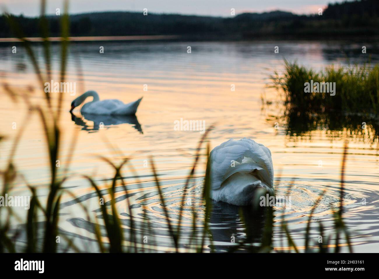 Two swans swimming on the lake at sunset | Beautiful scene Two swans ...