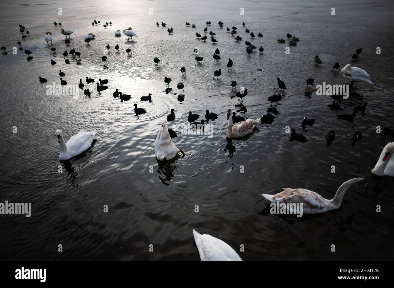 Swan eating with rump in the air among swans and Eurasian coots | Swan ...