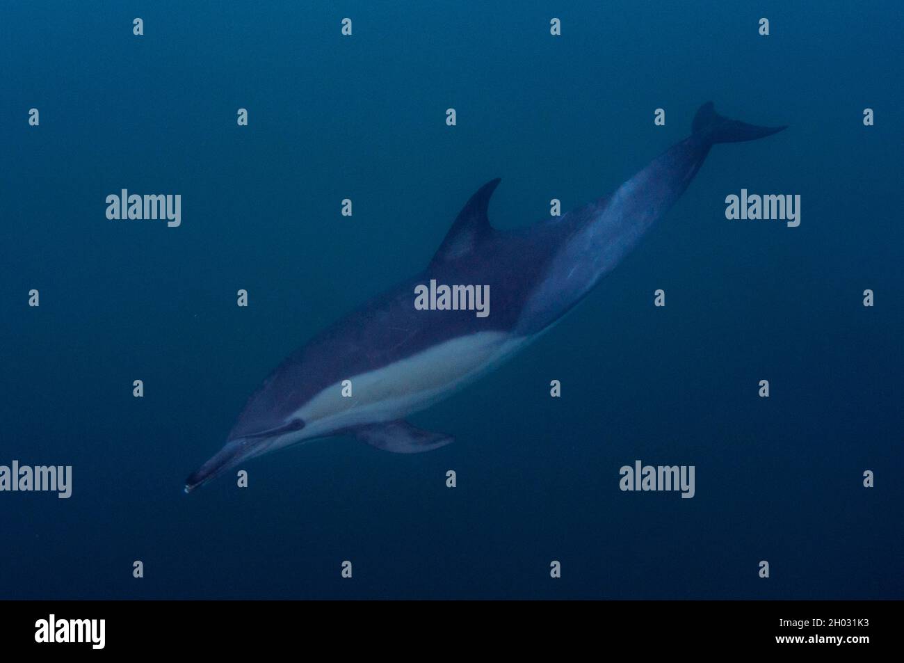 Long-beaked Common Dolphin, Delphinus capensis, Port St. Johns, Wild ...