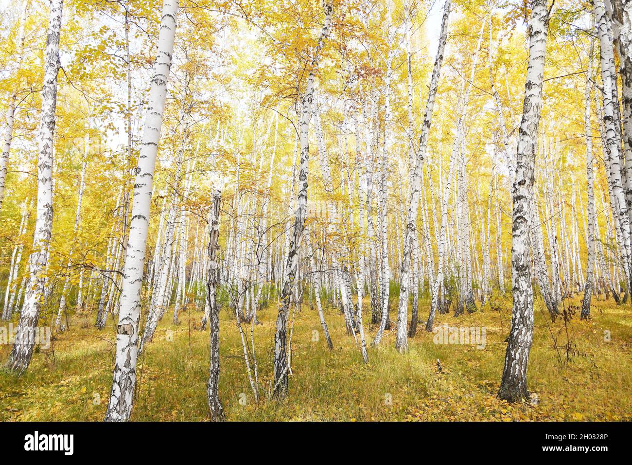 Autumn birch forest Stock Photo - Alamy