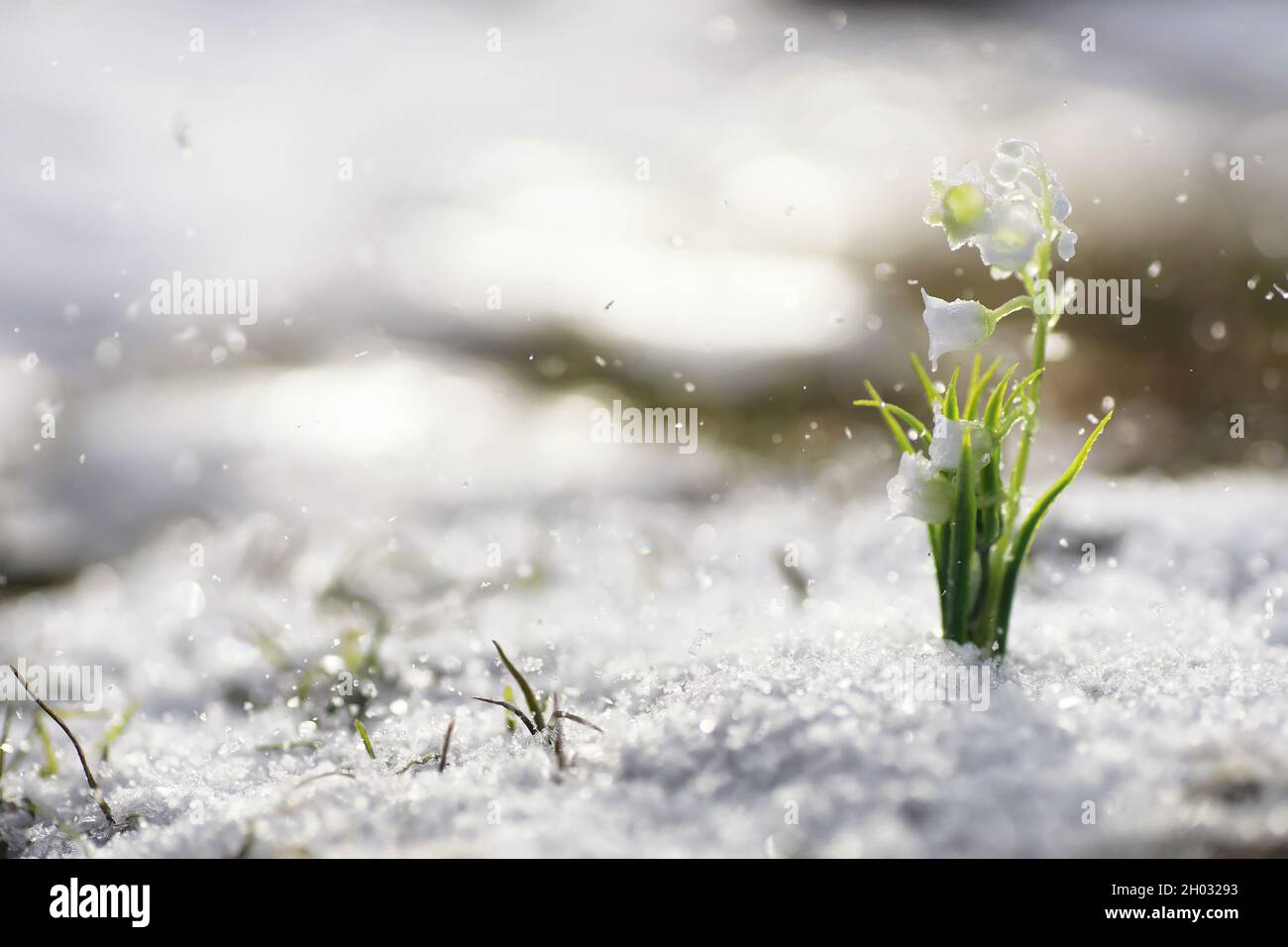 The first spring flowers. Snowdrops in the forest grow out of snow ...