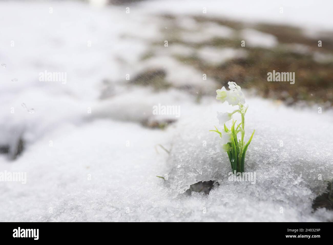 The first spring flowers. Snowdrops in the forest grow out of snow ...