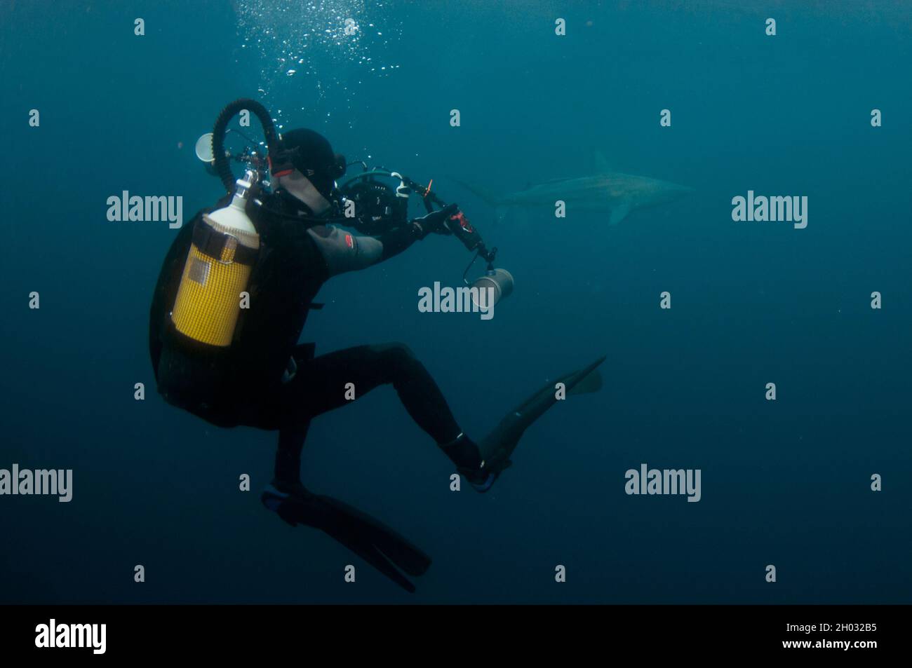 Diver photographing Copper Shark, Carcharhinus brachyurus, Near ...