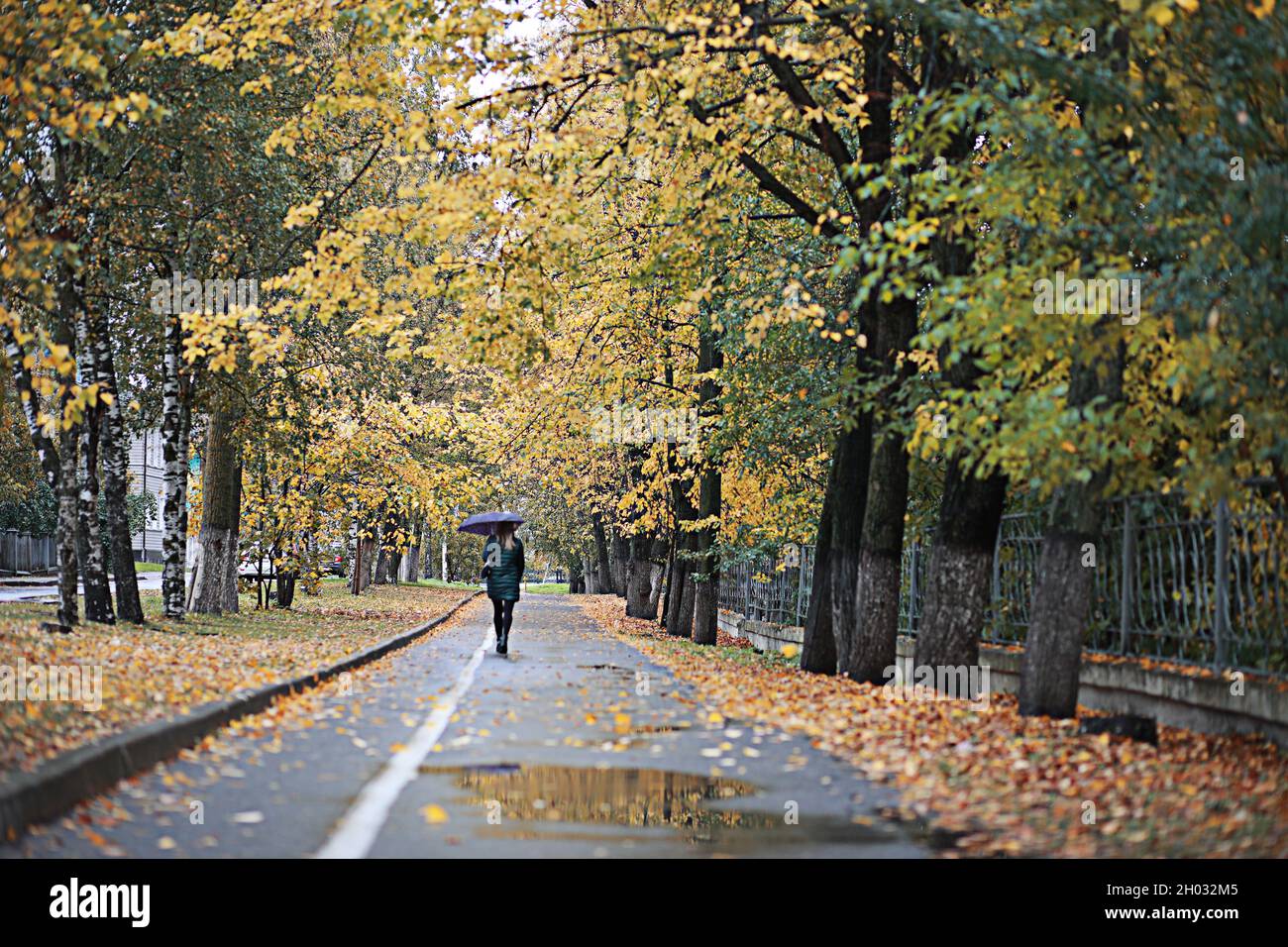 Autumn rain in the park during the day Stock Photo - Alamy