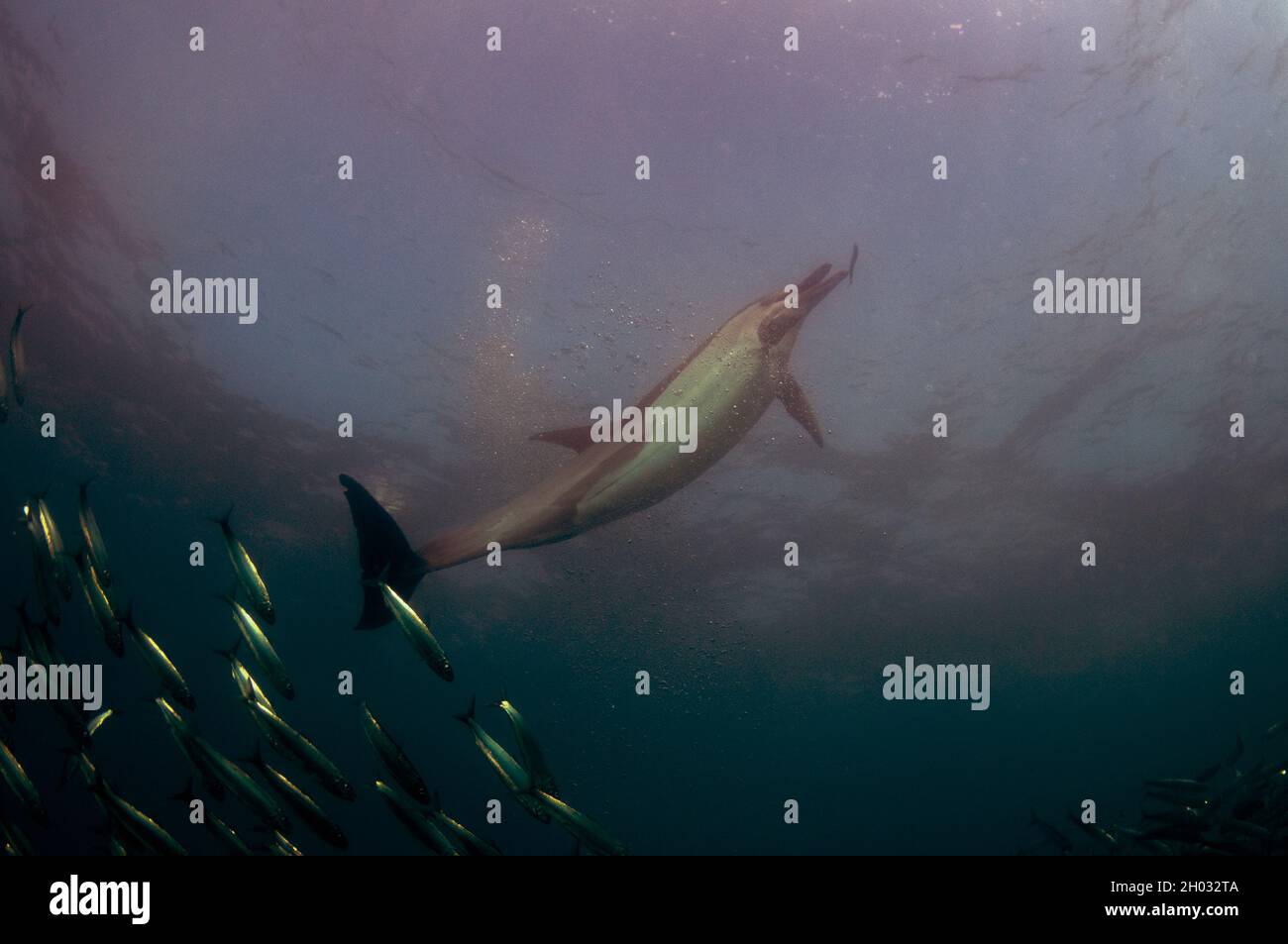 Long-beaked Common Dolphin, Delphinus capensis, feeding on baitball of ...