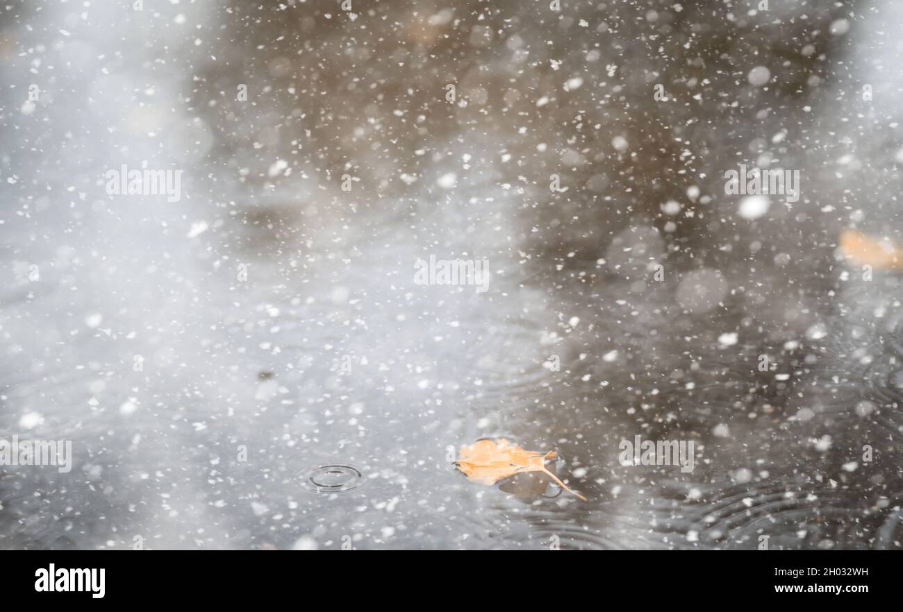 Autumn park in the days of the first snow Stock Photo - Alamy