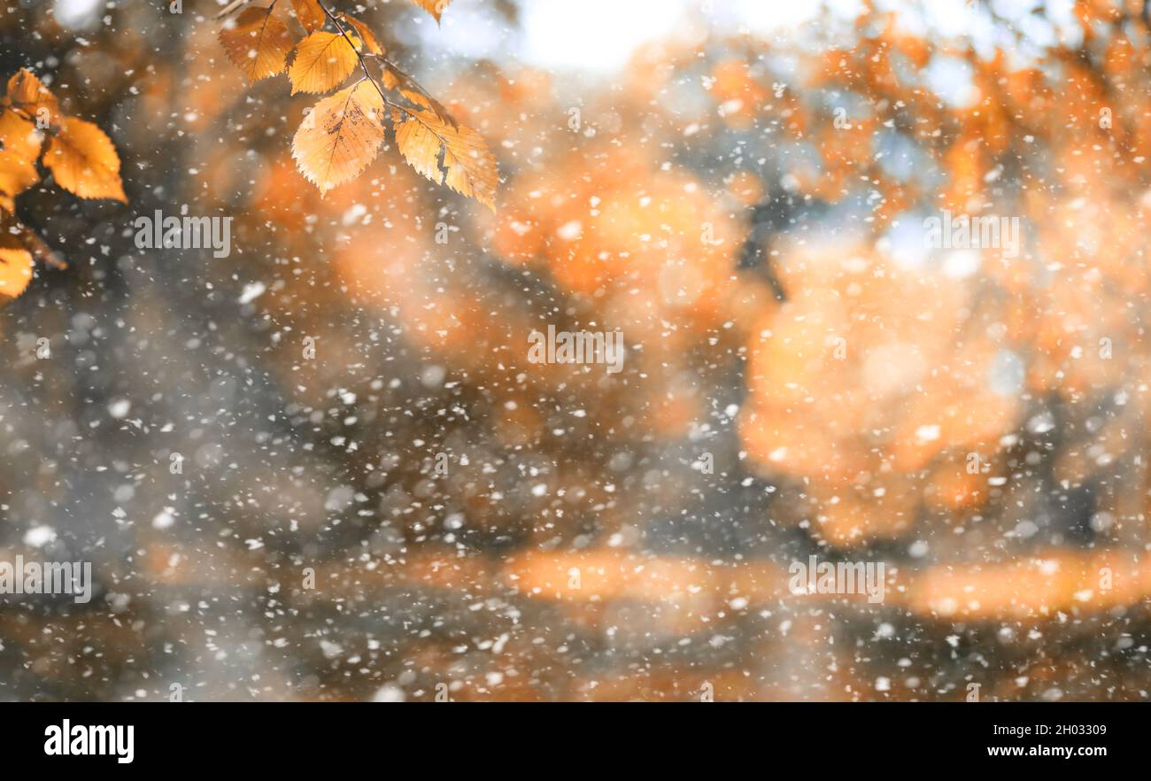 Autumn park in the days of the first snow Stock Photo - Alamy