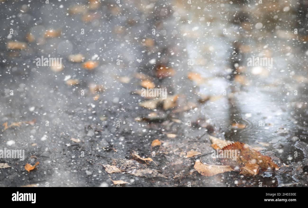Autumn park in the days of the first snow Stock Photo - Alamy