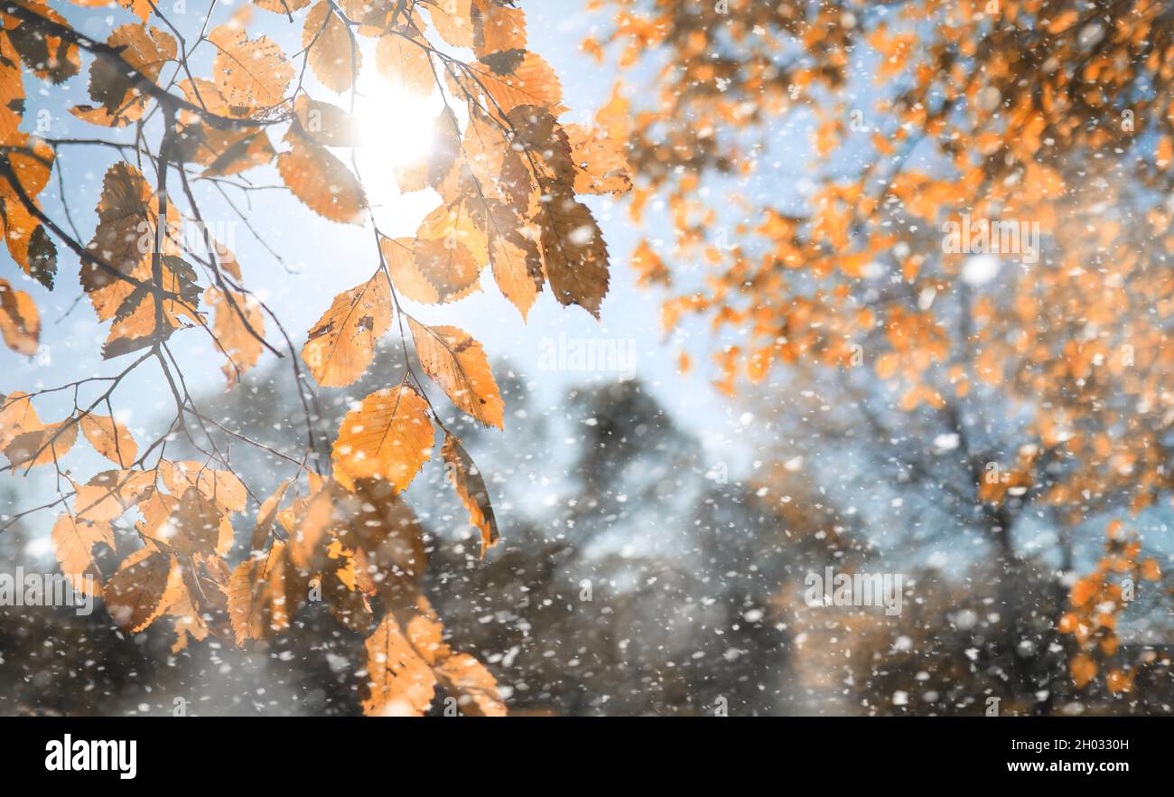 Autumn park in the days of the first snow Stock Photo - Alamy