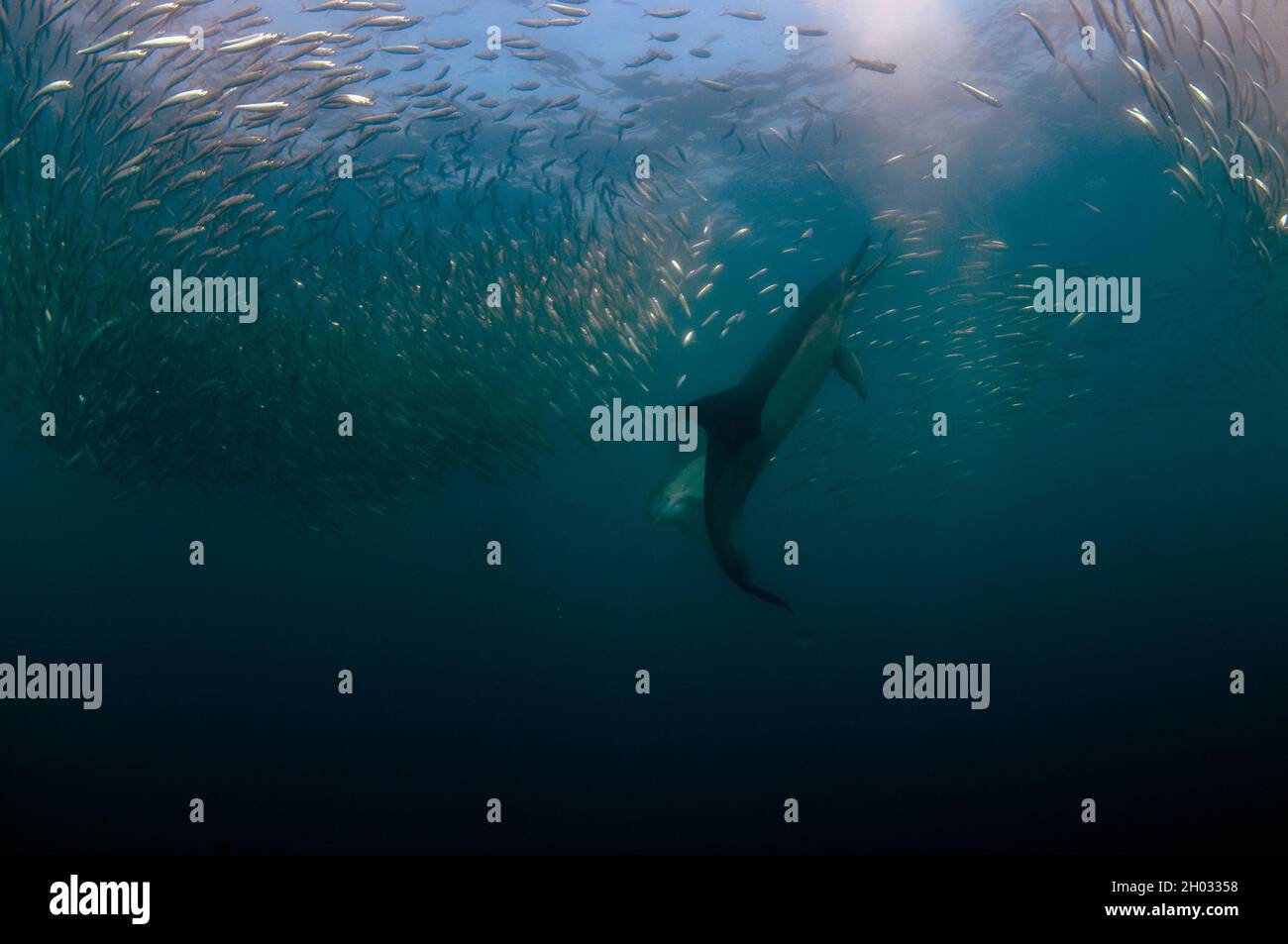 Long-beaked Common Dolphins, Delphinus capensis, feeding on baitball of ...