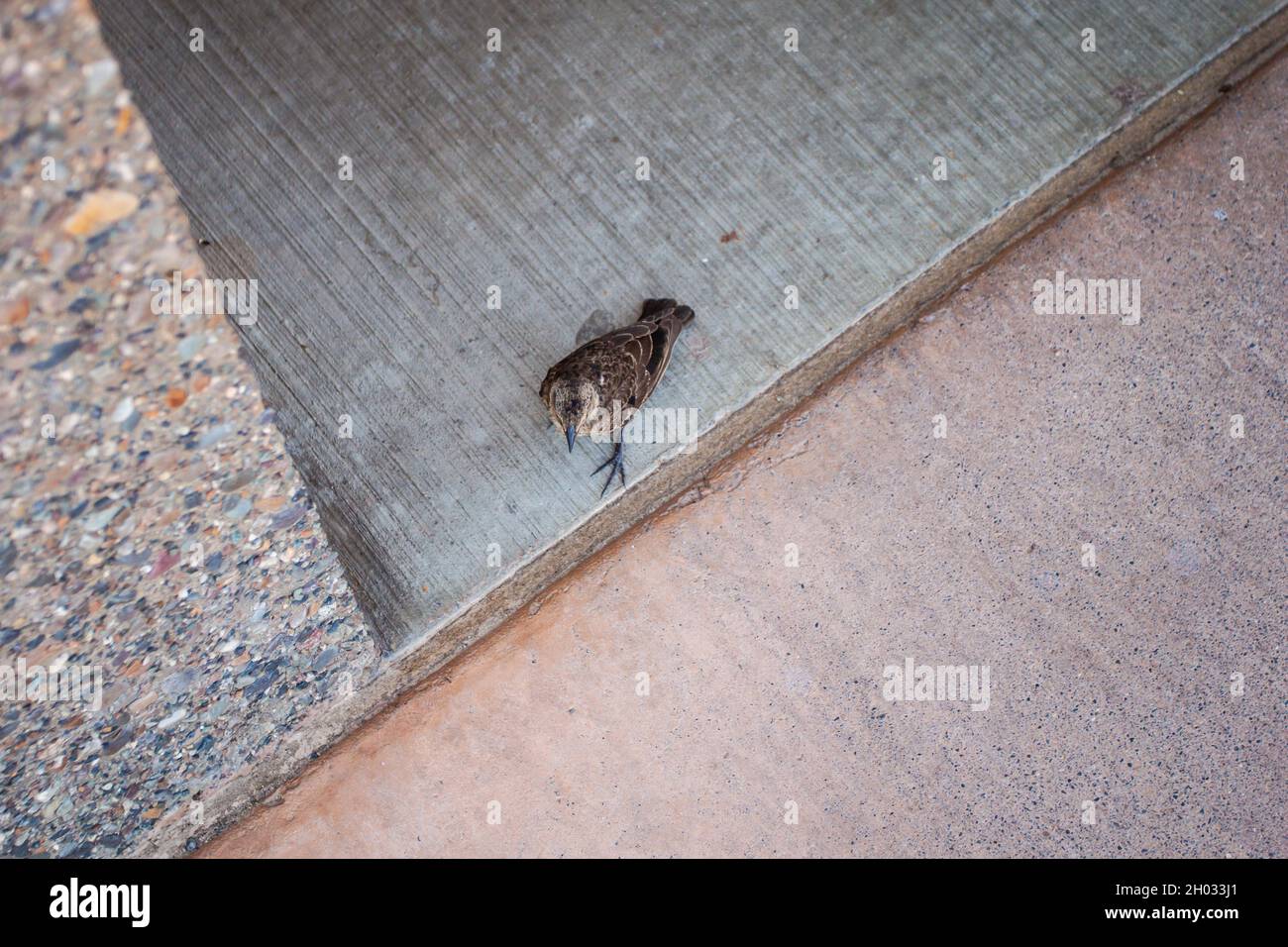 Birds With Human Legs