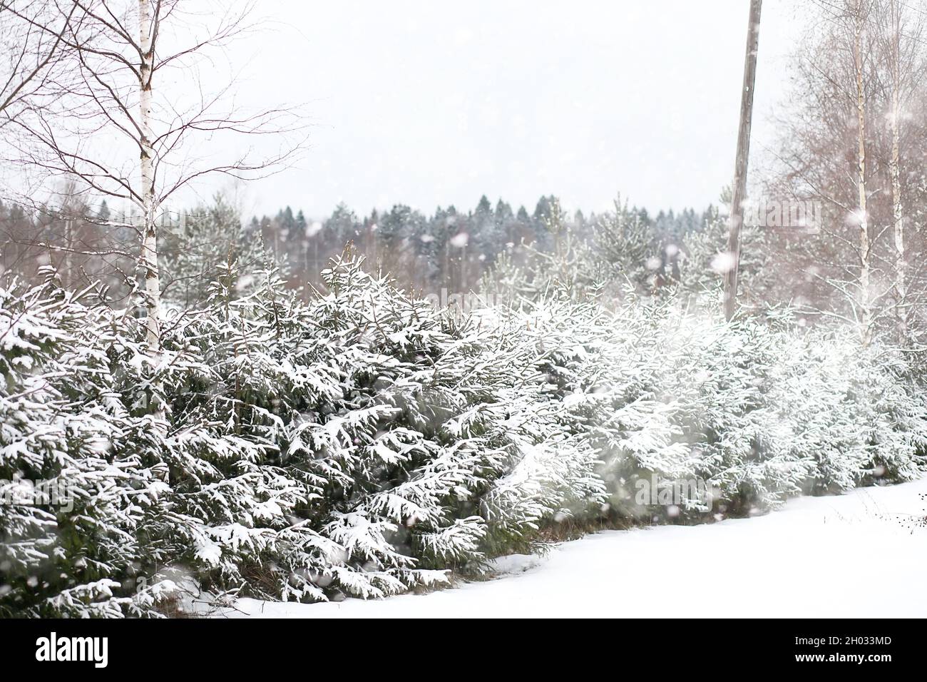 Winter landscape of country fields and roads in the snow Stock Photo ...