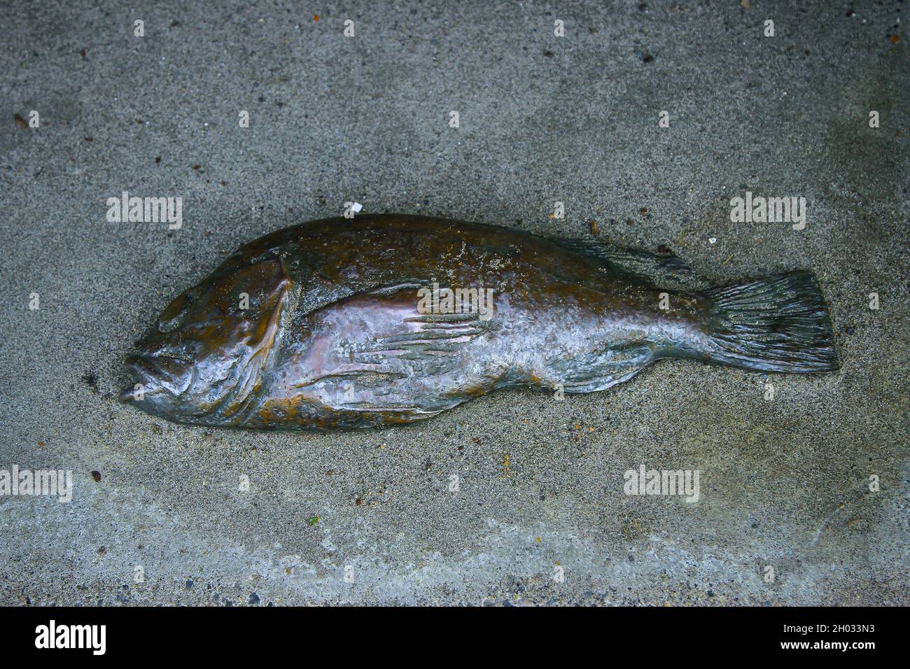Dead fish on sand closeup, Dead fish washed up on a shore beach top ...