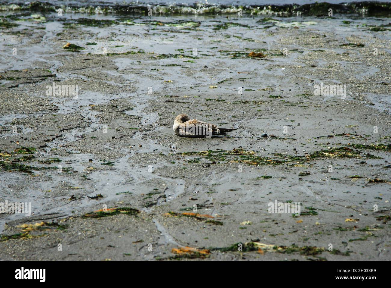 Young seagull herring gull sleeping on a beach with waves in background ...