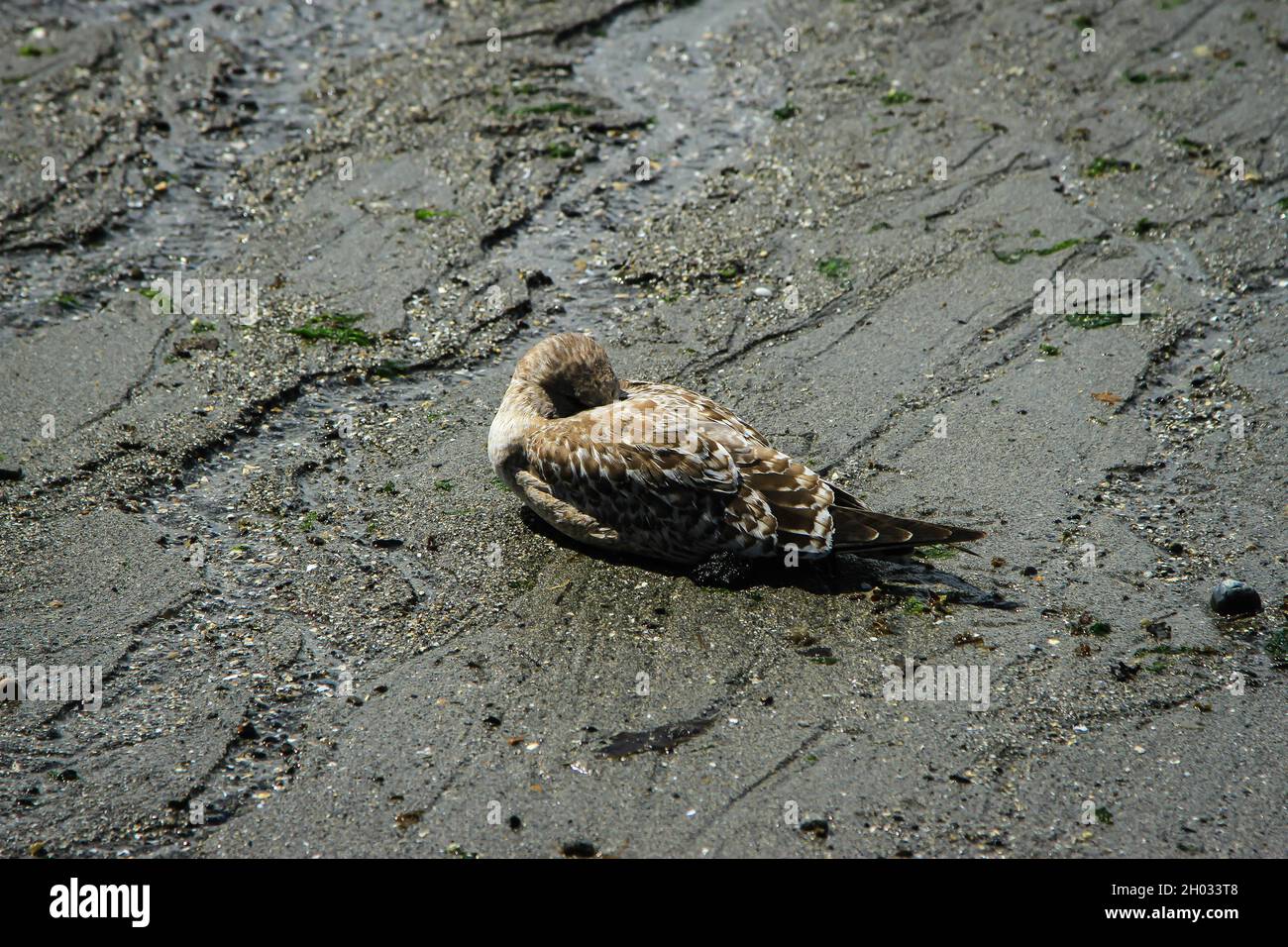 Young seagull herring gull sleeping on a beach close up | Young gull ...