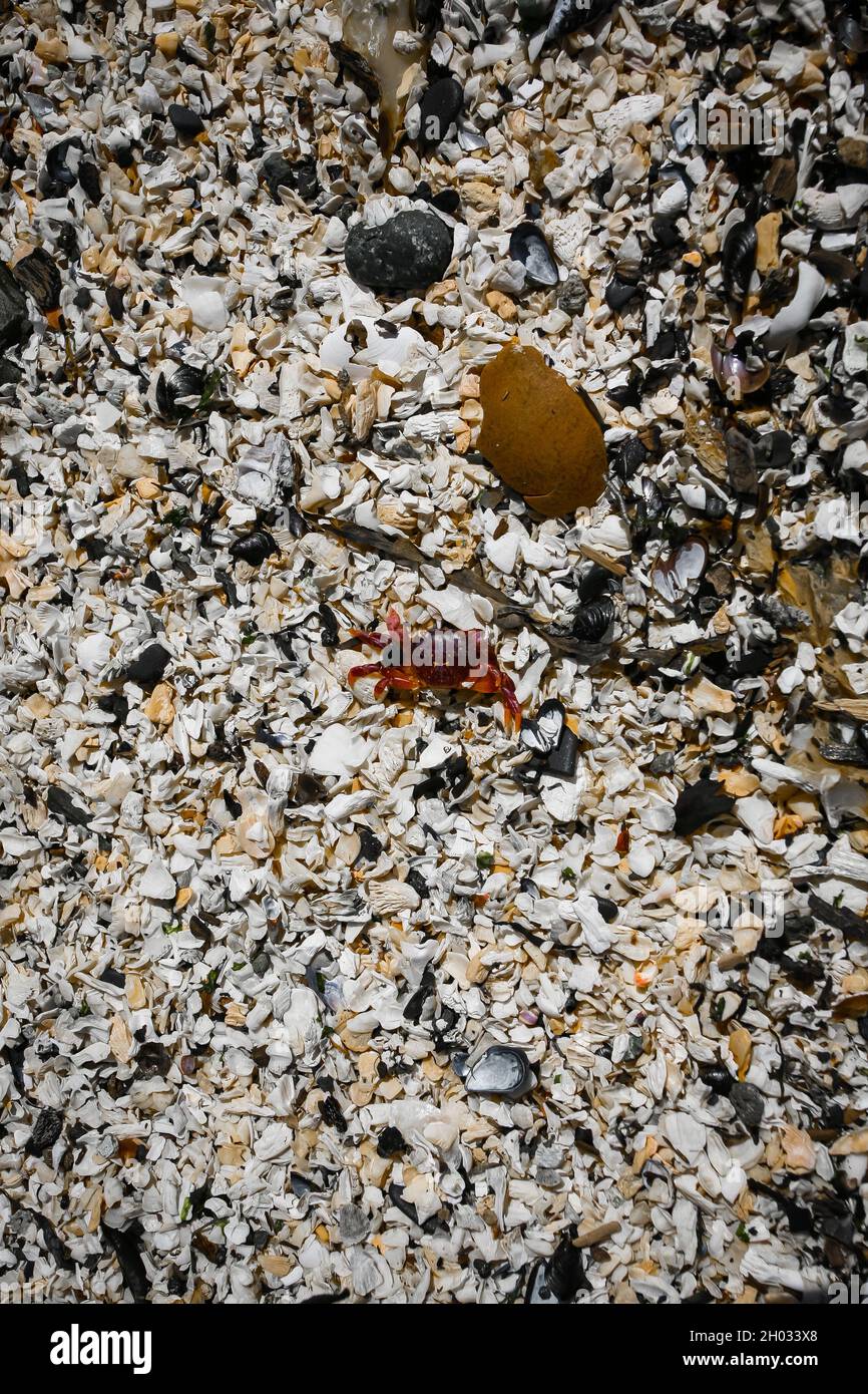 Crab shell texture hi-res stock photography and images - Alamy