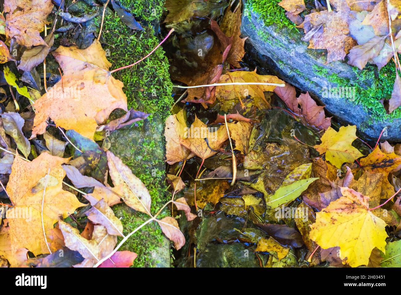 Autumn leaves by the rocks Stock Photo - Alamy