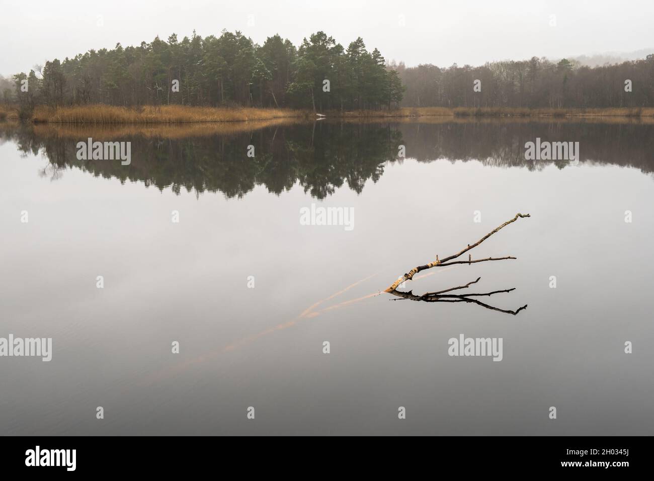 Tree branch floating in the water at a forest lake in grey weather ...