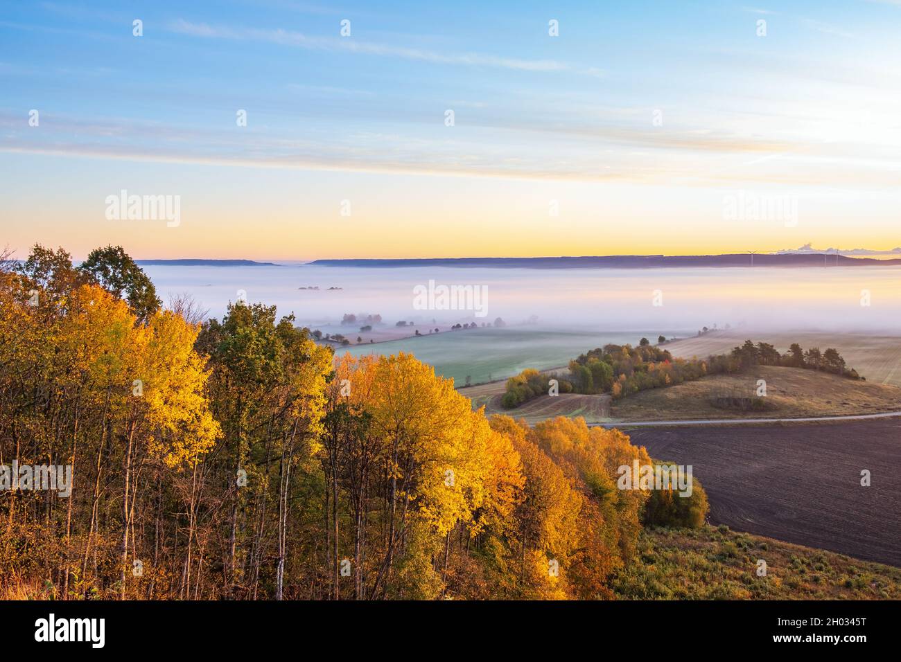 Autumn colours at the tree in morning light Stock Photo - Alamy
