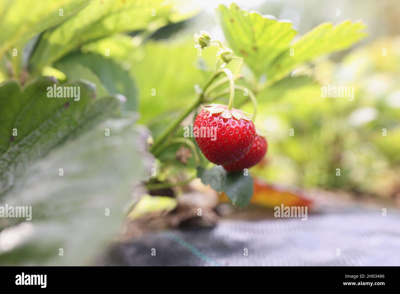 Strawberries fruits on branch hi-res stock photography and images - Alamy