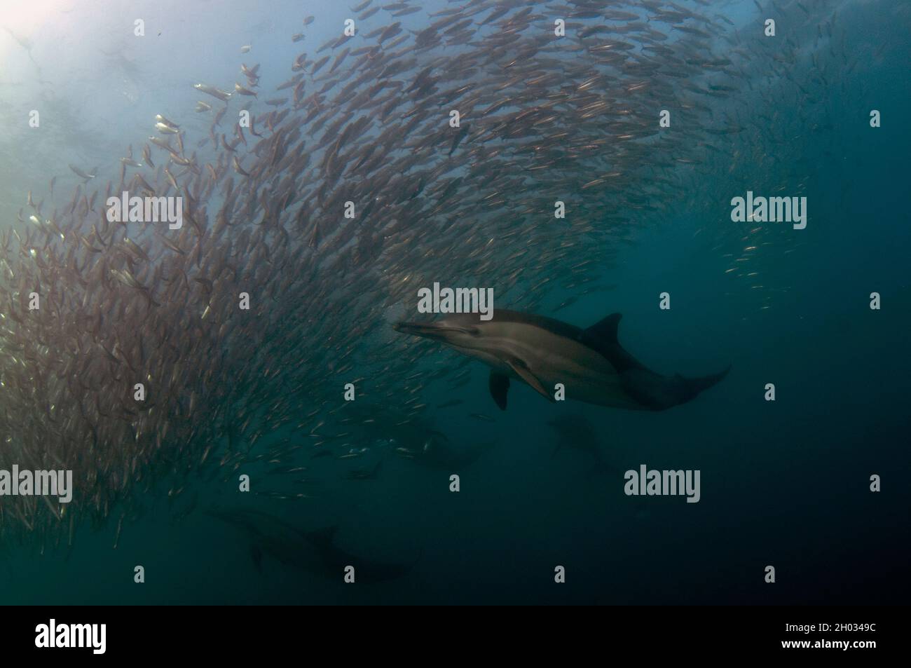 Long-beaked Common Dolphins, Delphinus capensis, feeding on baitball of ...