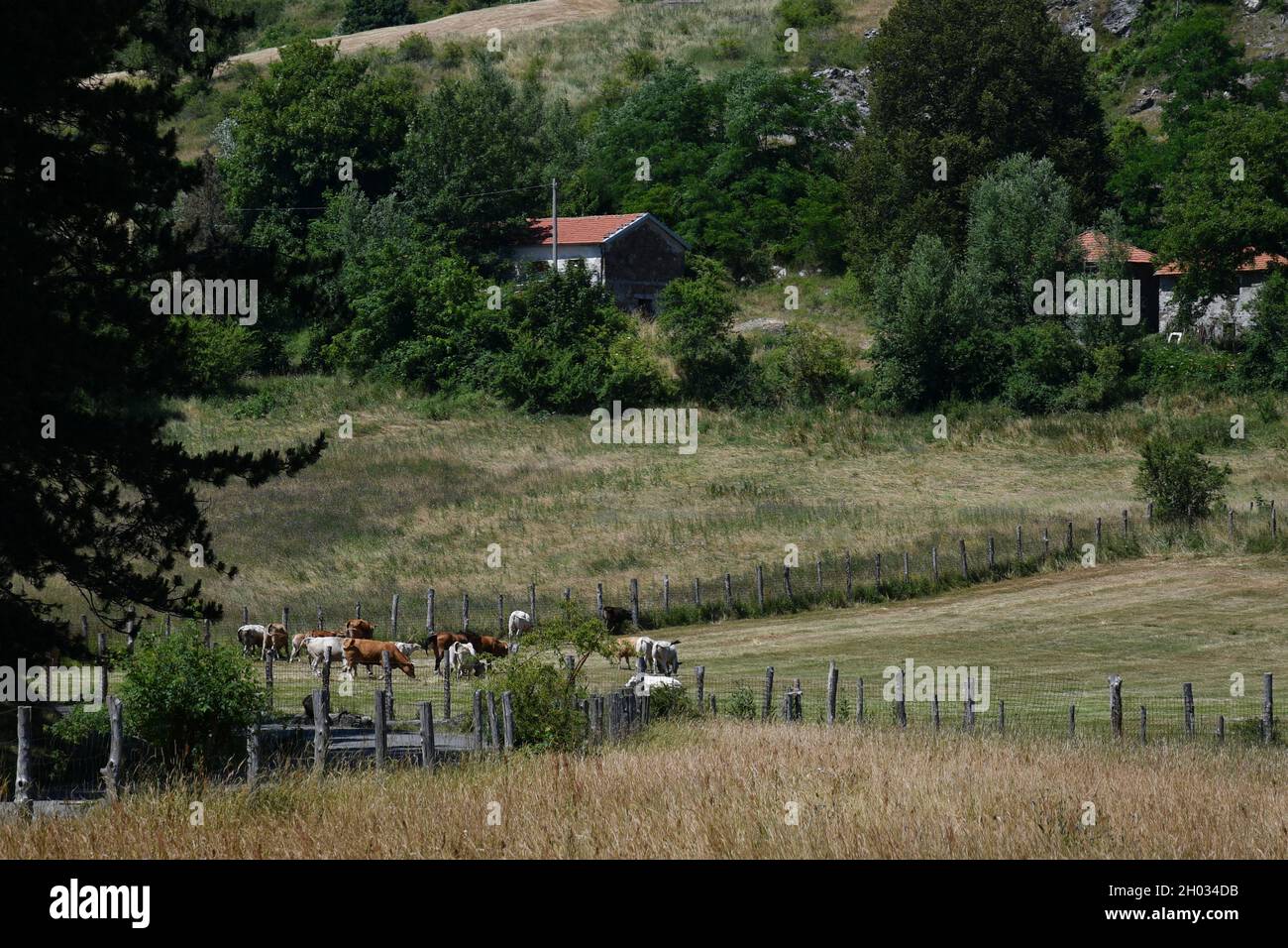 Country landscape with grazing cows Stock Photo - Alamy