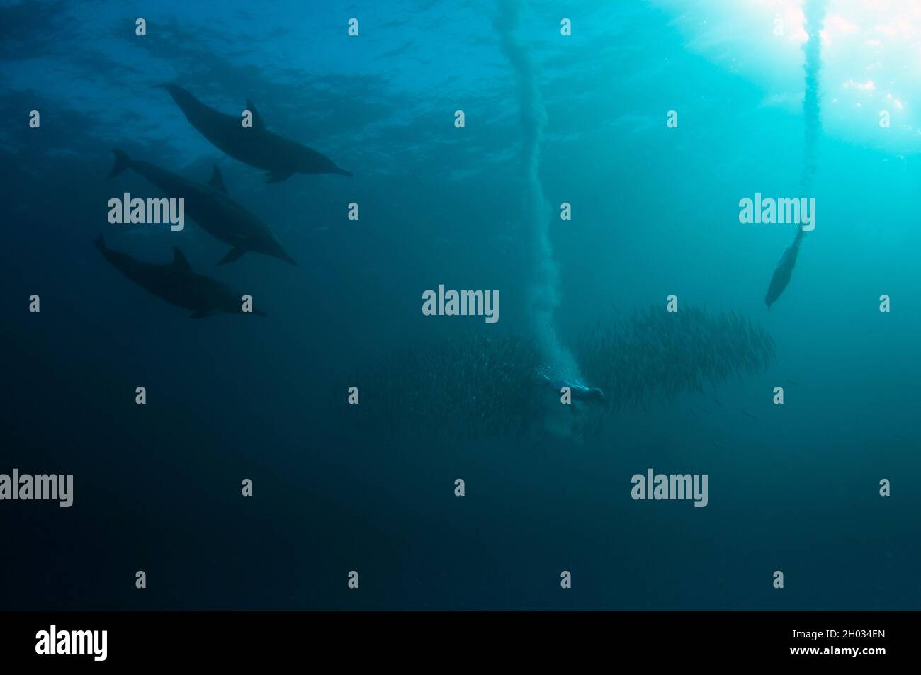 Long-beaked Common Dolphins, Delphinus capensis, and Cape Gannets ...