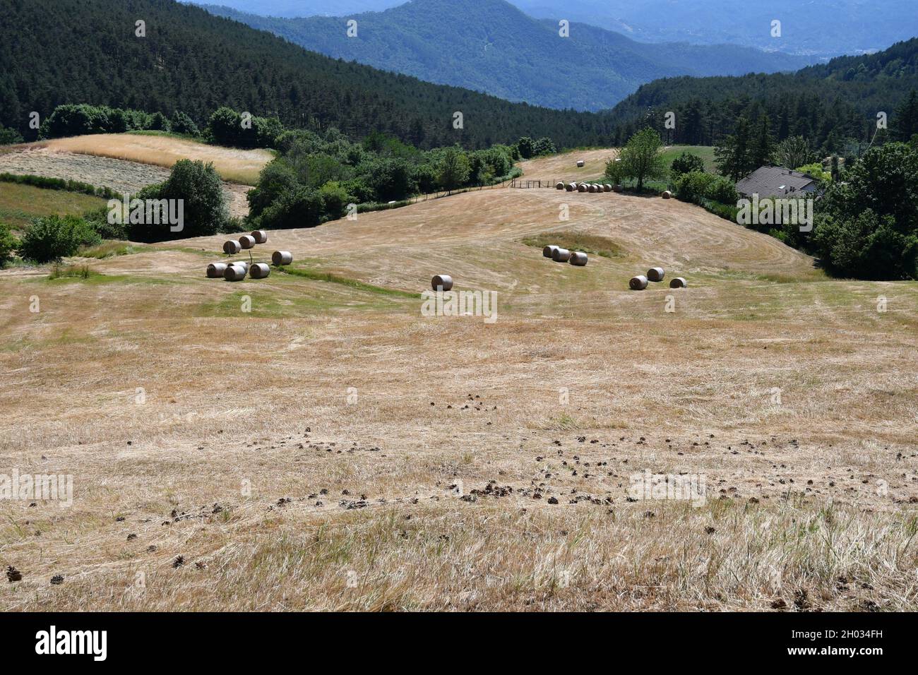 country landscape with hay bales Stock Photo - Alamy