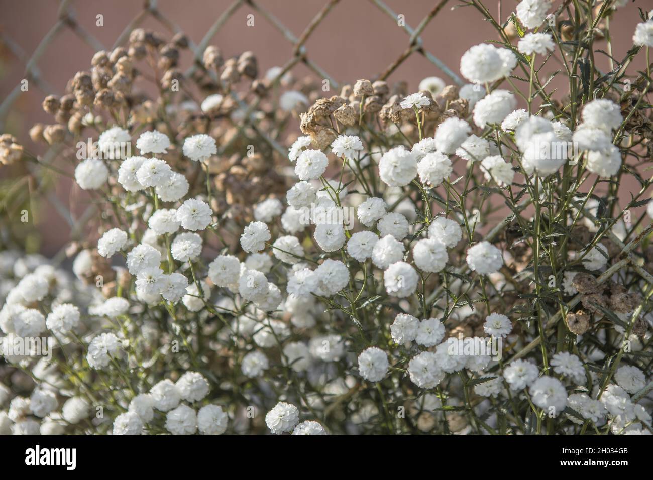 closeup gypsophila on blur background of other gypsophila Stock Photo ...