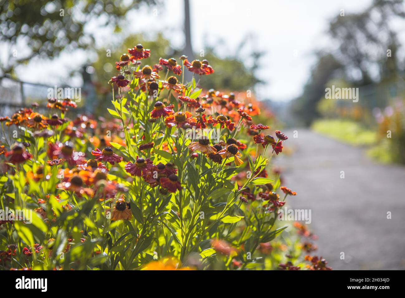 Helenium red hybrids hi-res stock photography and images - Alamy