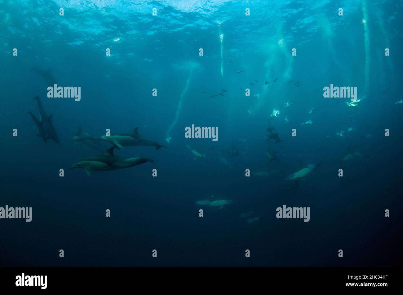 Long-beaked Common Dolphins, Delphinus capensis, and Cape Gannets ...