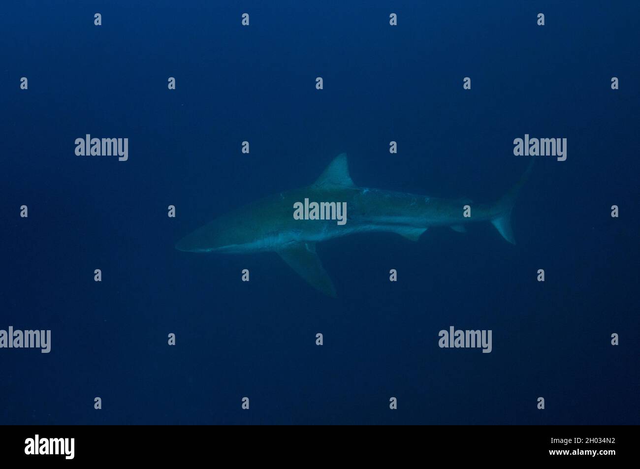 Copper Shark, Carcharhinus brachyurus, Near Threatened, Port St. Johns ...