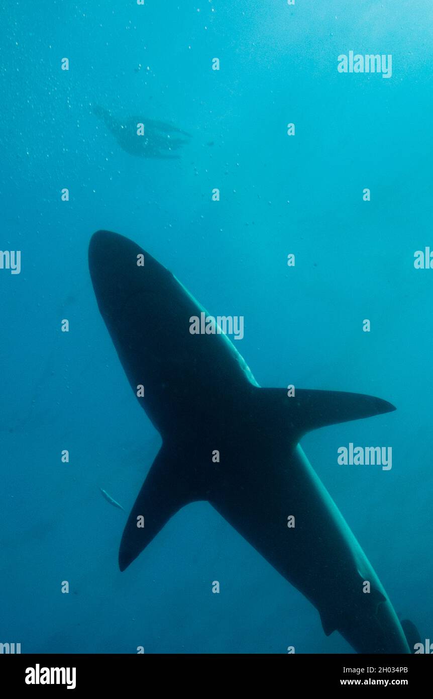 Carcharhinus brachyurus hi-res stock photography and images - Alamy