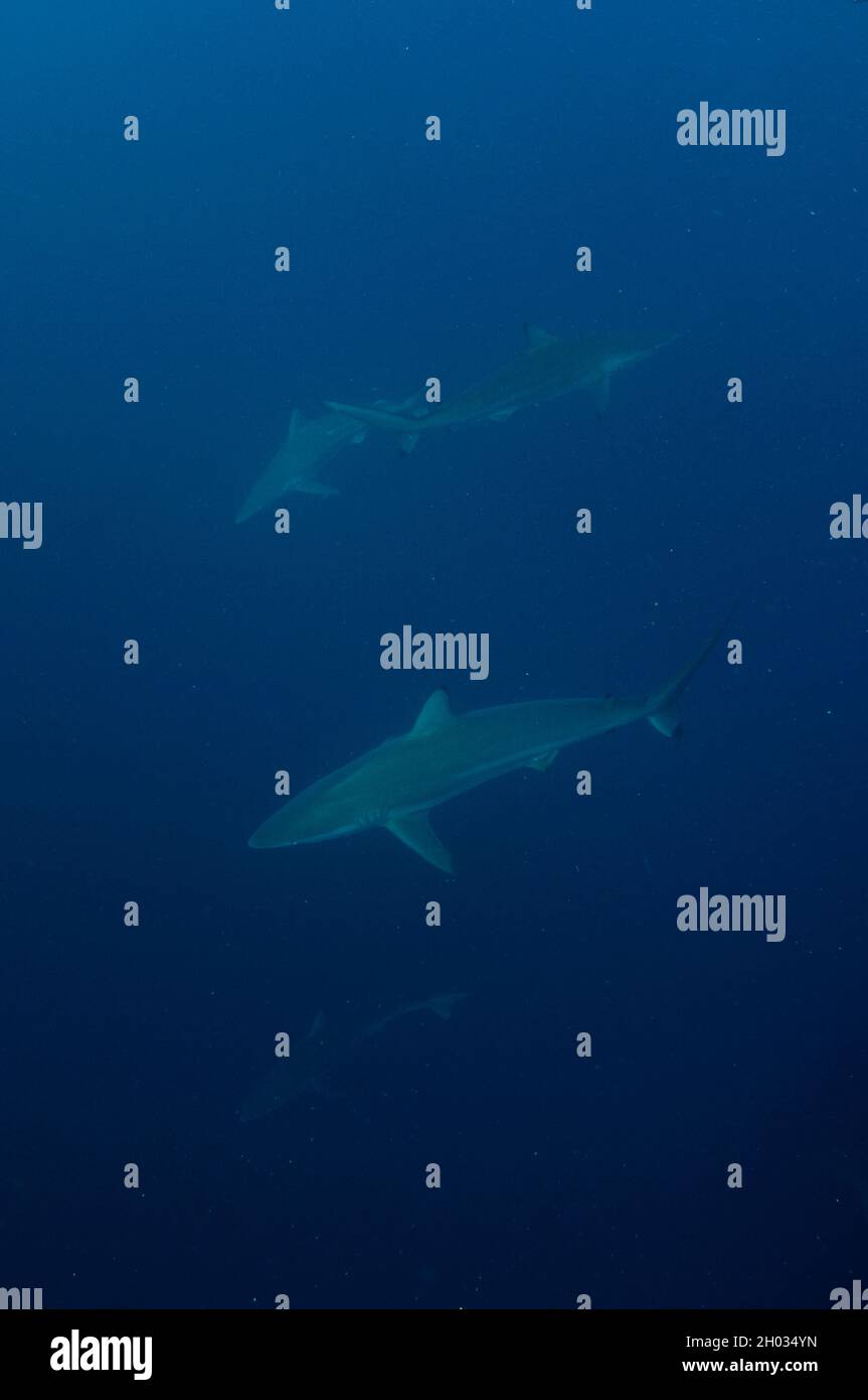 Shiver of Blacktip Sharks, Carcharhinus limbatus, Near Threatened, Port ...