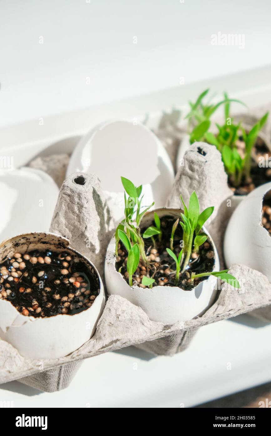 Seedlings in egg shell at home. Early seedlings grown from seeds at ...