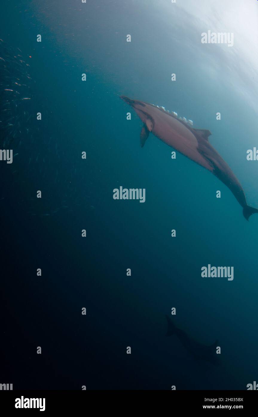 Dolphin eating fish underwater hi-res stock photography and images - Alamy