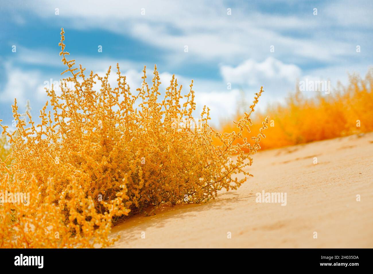 Autumn blooming Saltwort plant on the beach and bright cloudy sky on ...