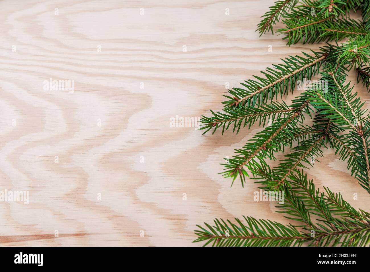 Spruce spring laying on plywood plank. Layout made of natural frame ...