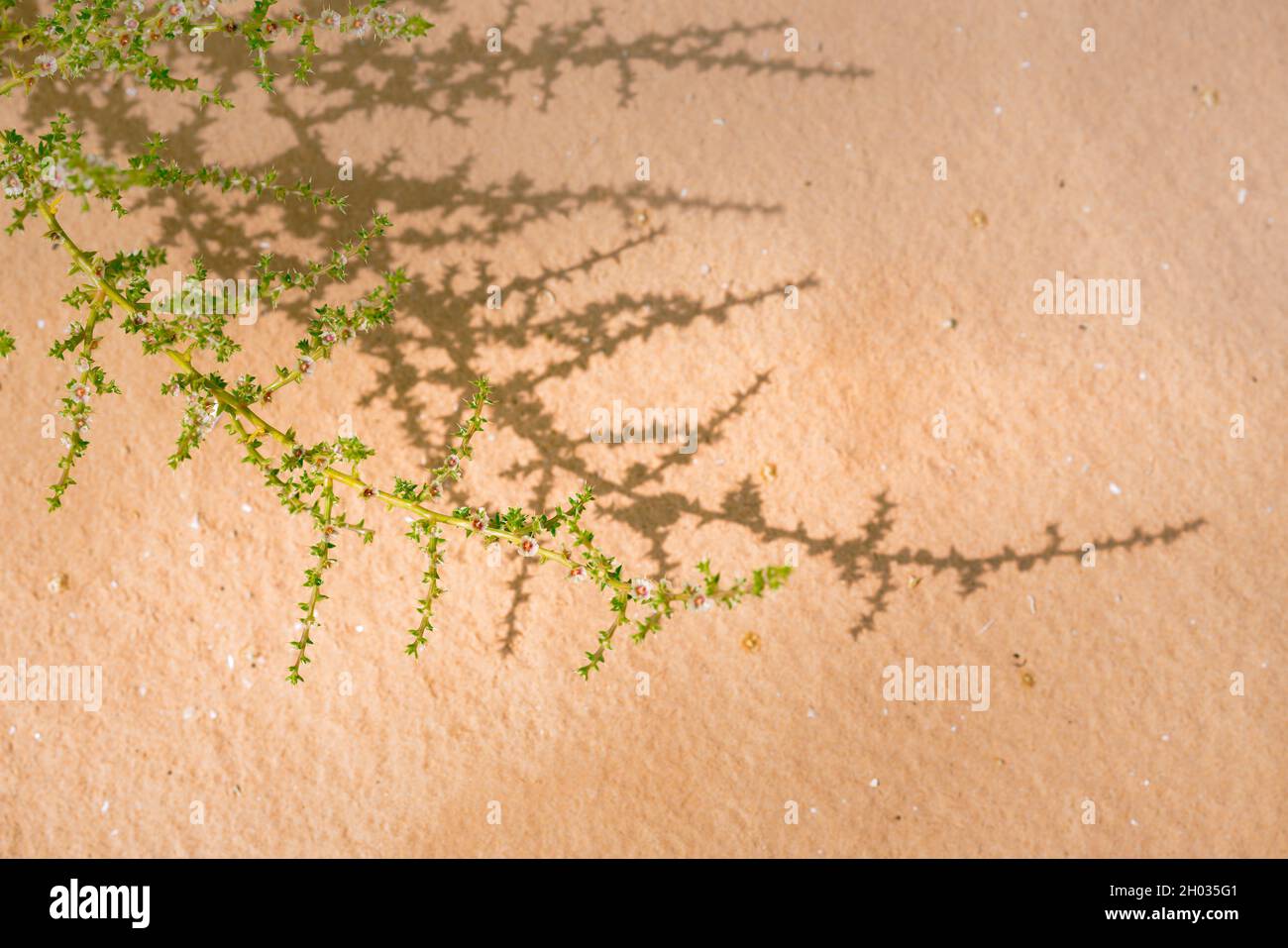 Prickly saltwort hi-res stock photography and images - Alamy