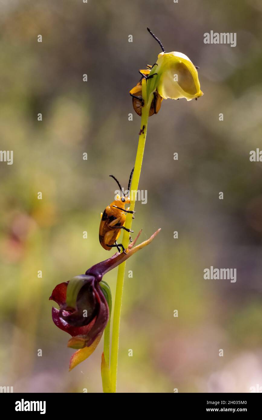 Dendrobium Beetles feeding on a Flying Duck Orchid Stock Photo - Alamy