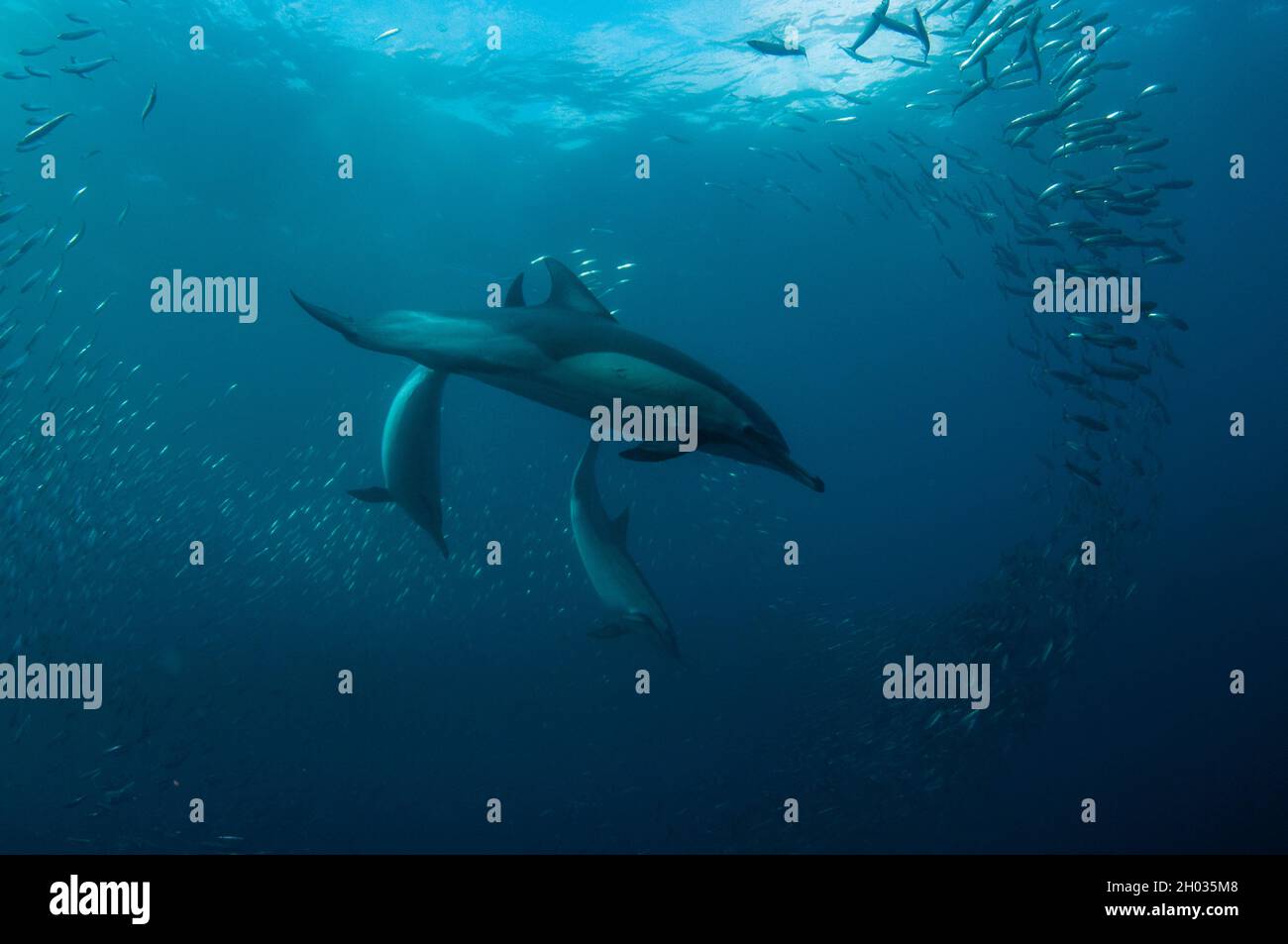 Dolphin pod baitball hi-res stock photography and images - Alamy