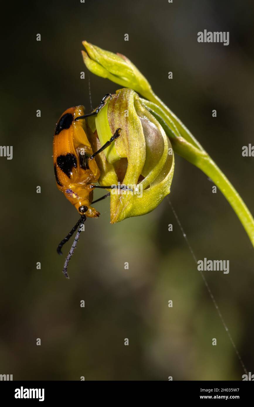 Dendrobium Beetle feeding on a Flying Duck Orchid Stock Photo - Alamy