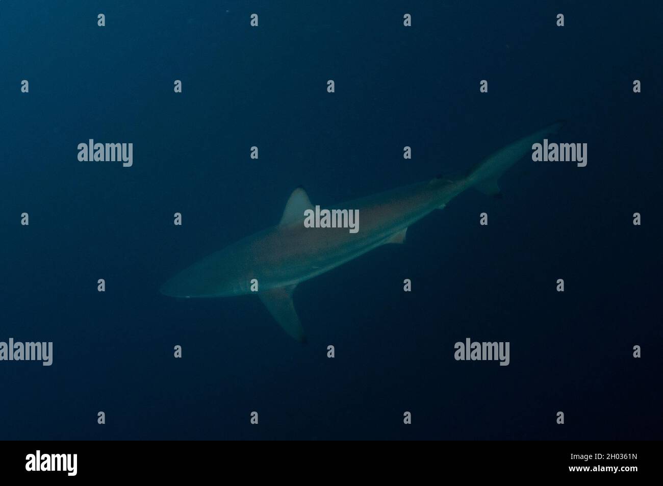Copper Shark, Carcharhinus brachyurus, Near Threatened, Port St. Johns ...